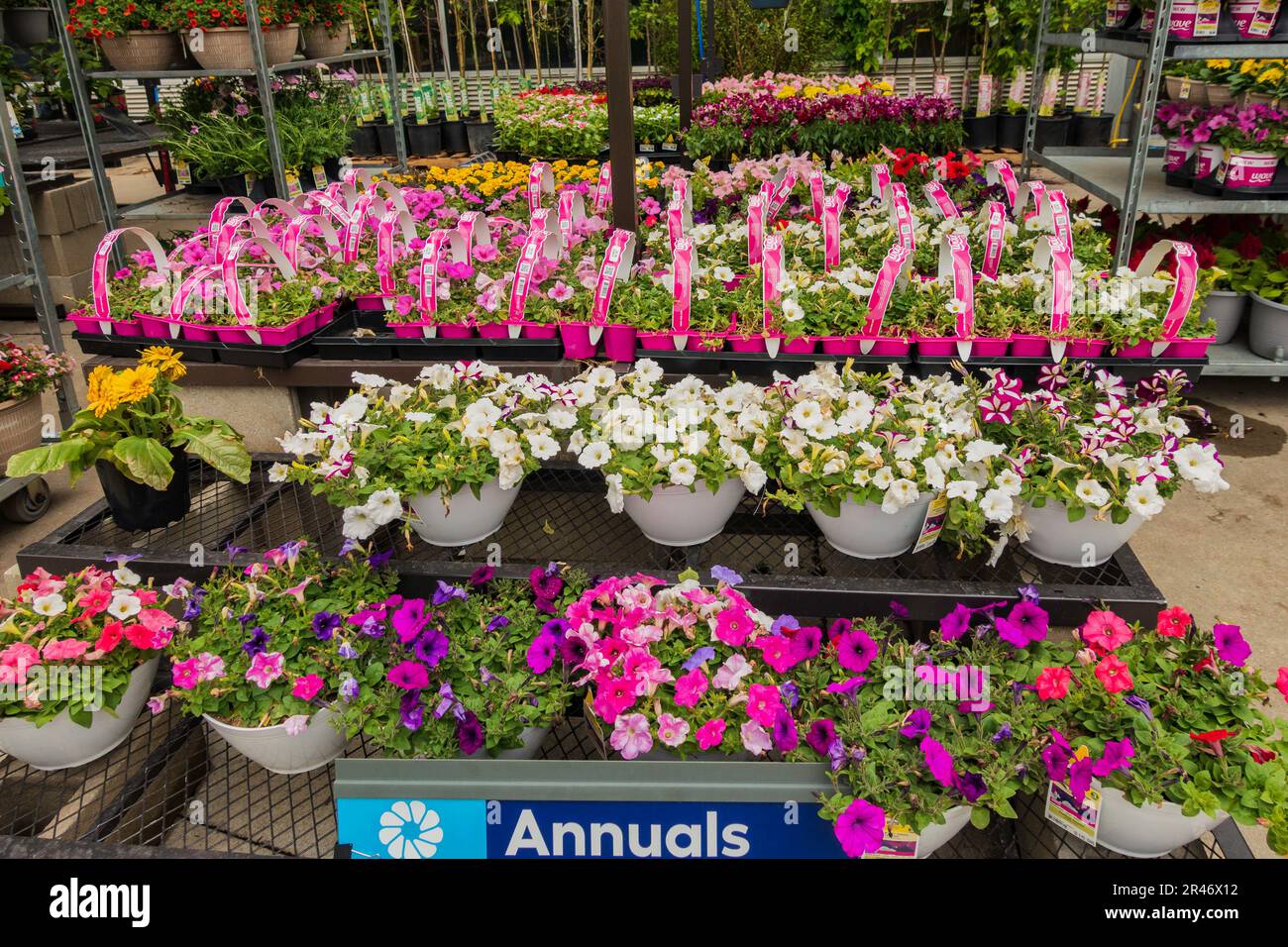 Bedding plant display planting hi-res stock photography and images - Alamy