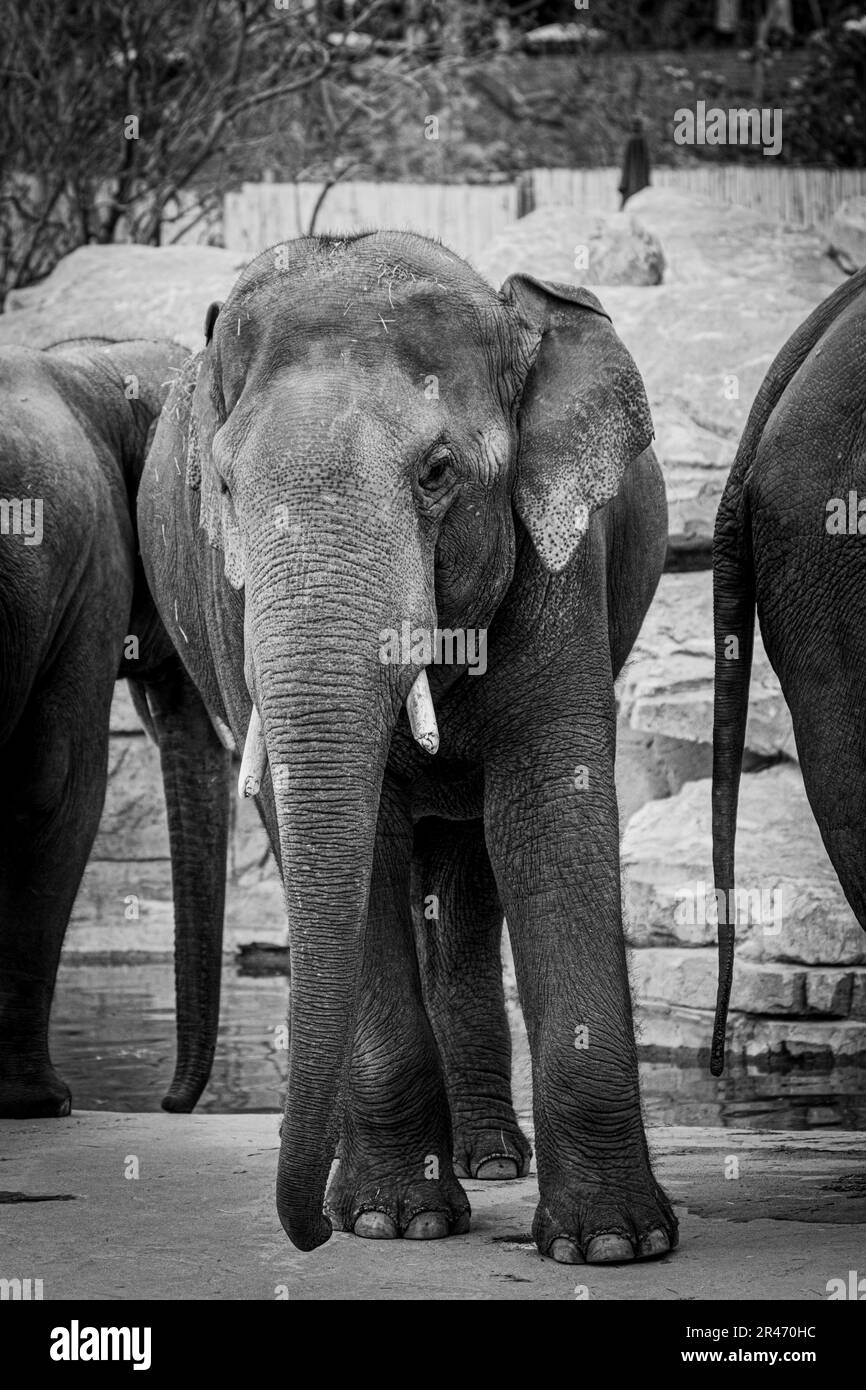 A stunning grayscale of an African elephant with large tusks, standing ...