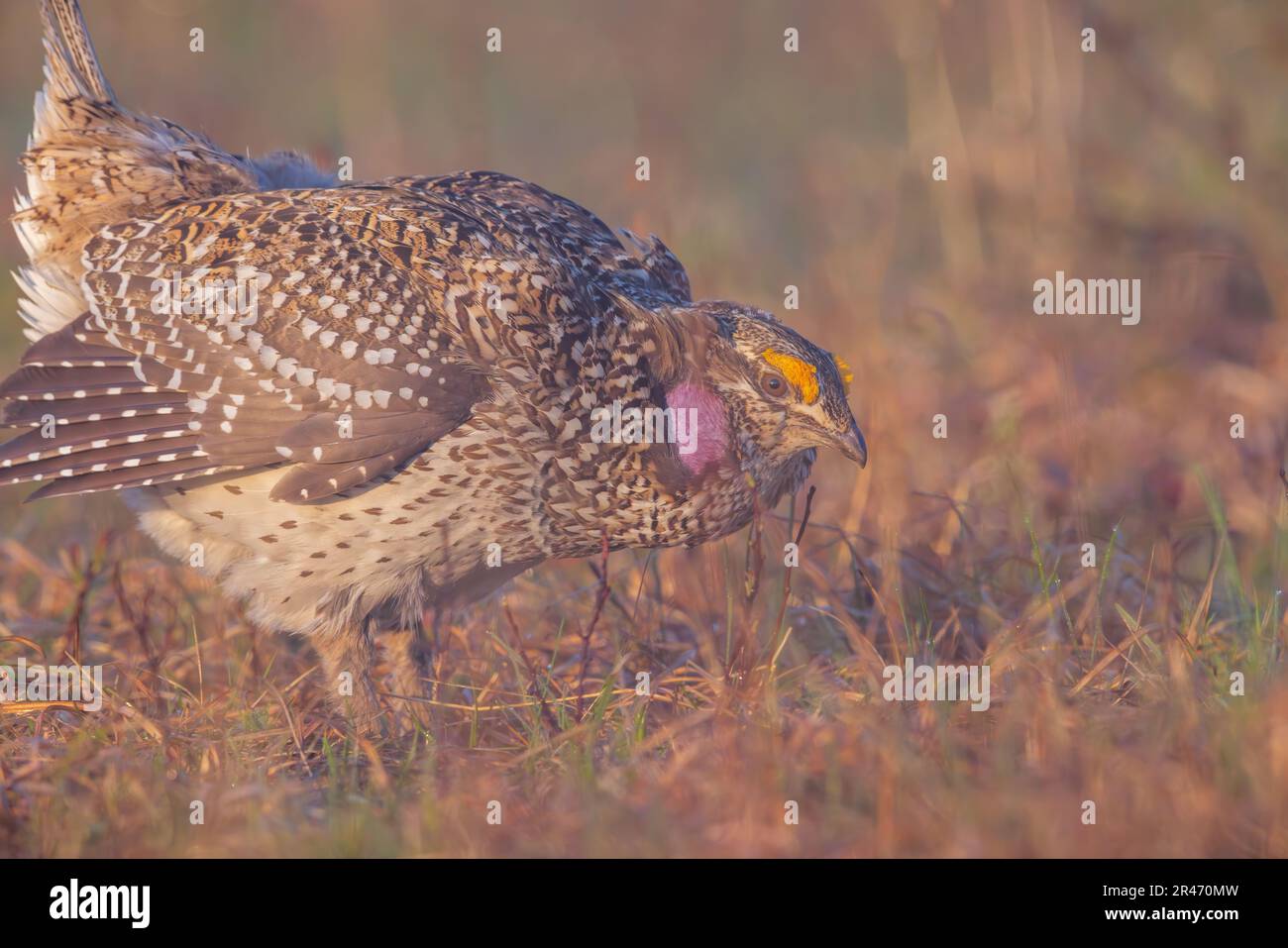 Sharp-tailed grouse in northern Wisconsin Stock Photo - Alamy