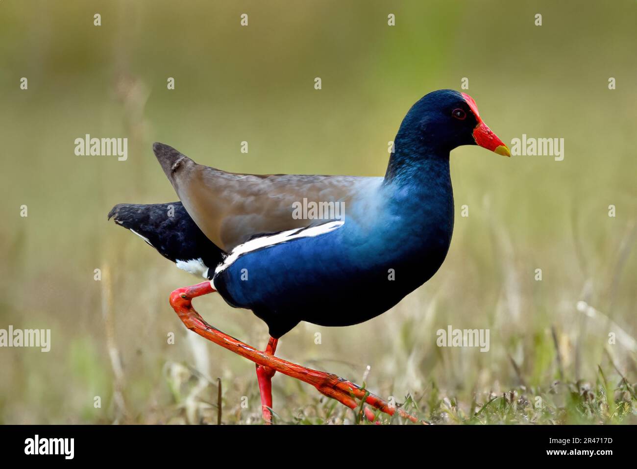 A common moorhen (Gallinula chloropus), also known as the waterhen or ...
