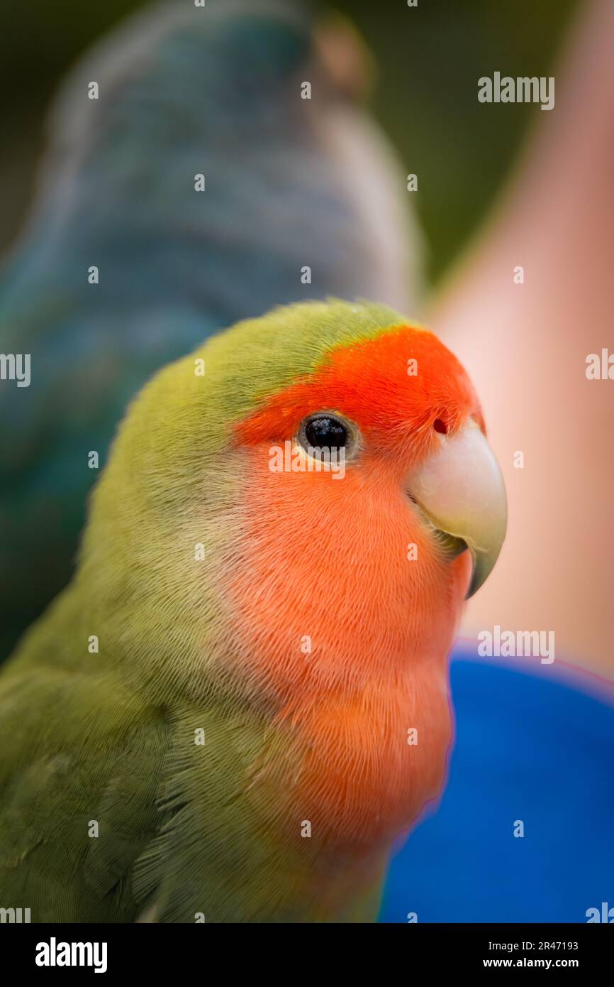 A vibrant rosy-faced lovebird (Agapornis roseicollis) against a green ...