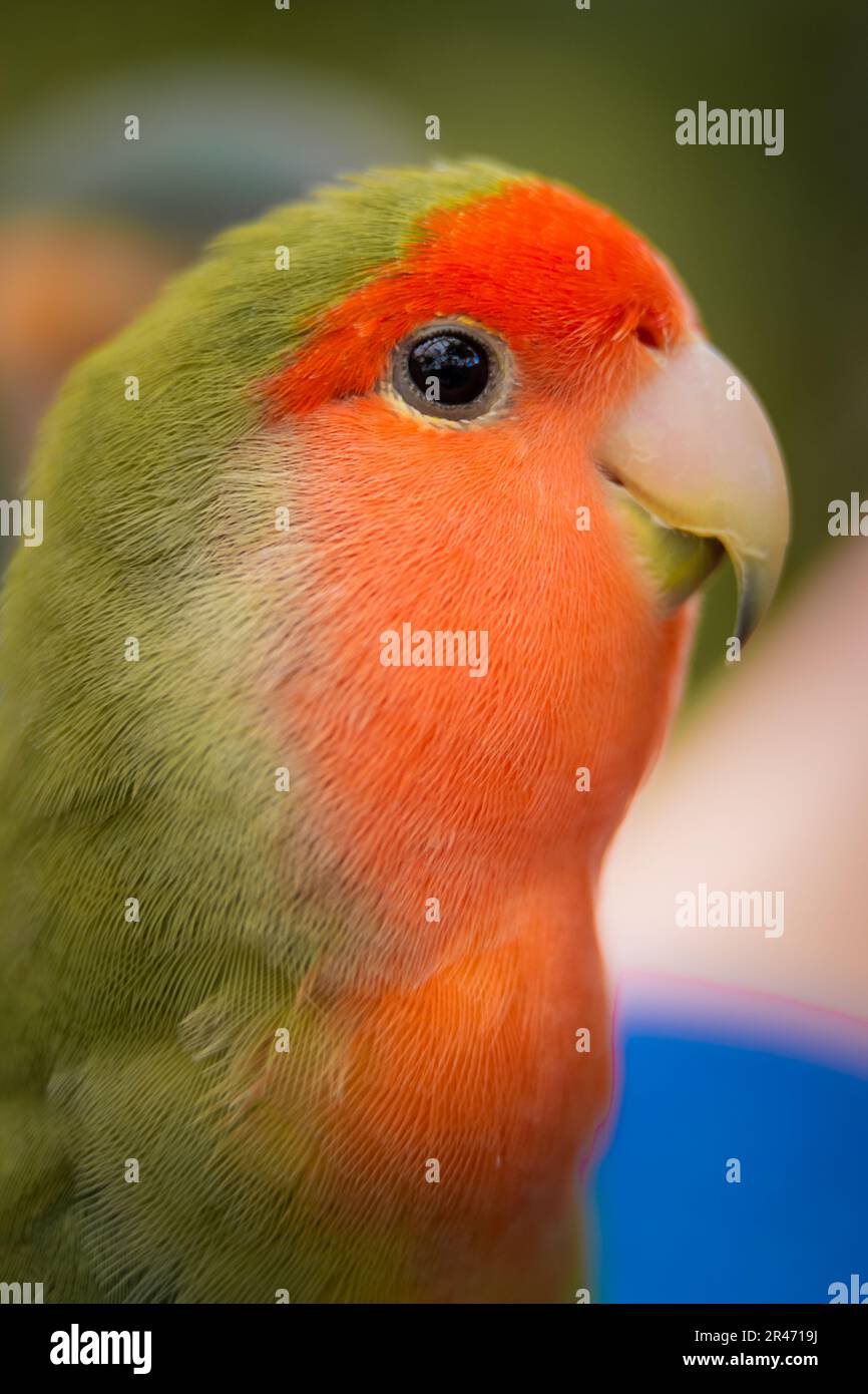 A vibrant rosy-faced lovebird (Agapornis roseicollis) against a green ...