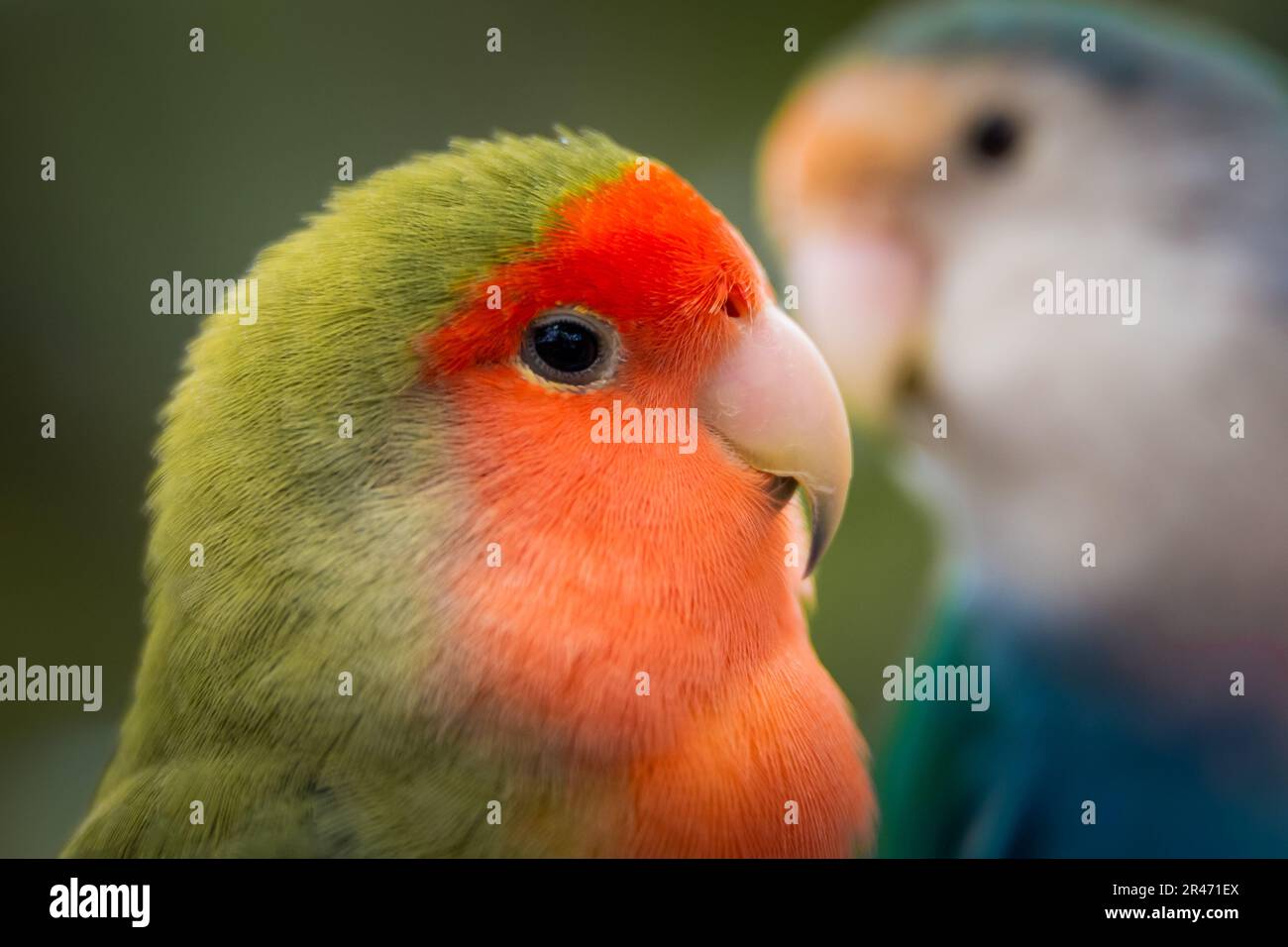 The two vibrant rosy-faced lovebirds (Agapornis roseicollis) against a ...