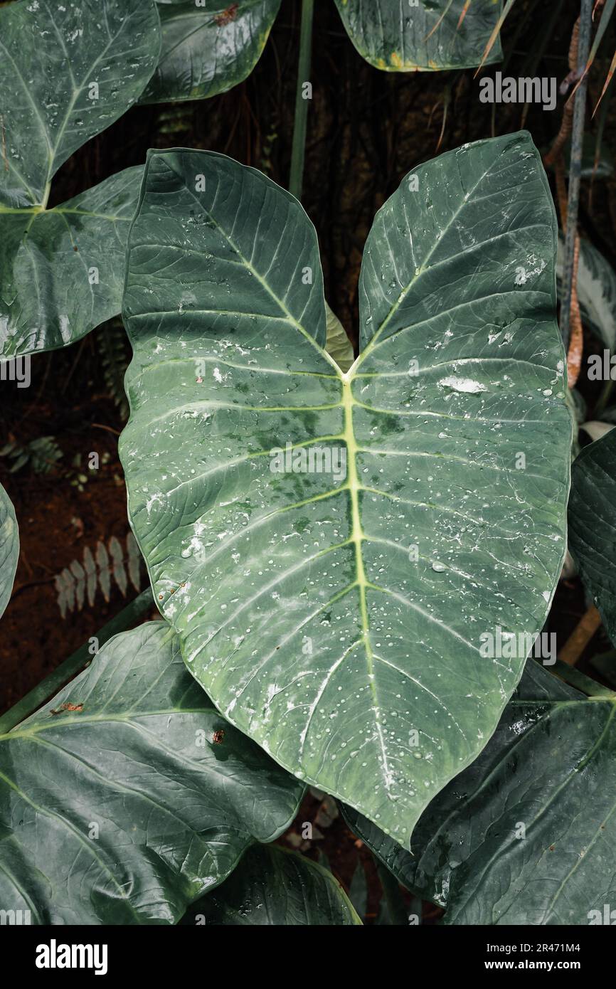 Leaf shaped shield hi-res stock photography and images - Alamy