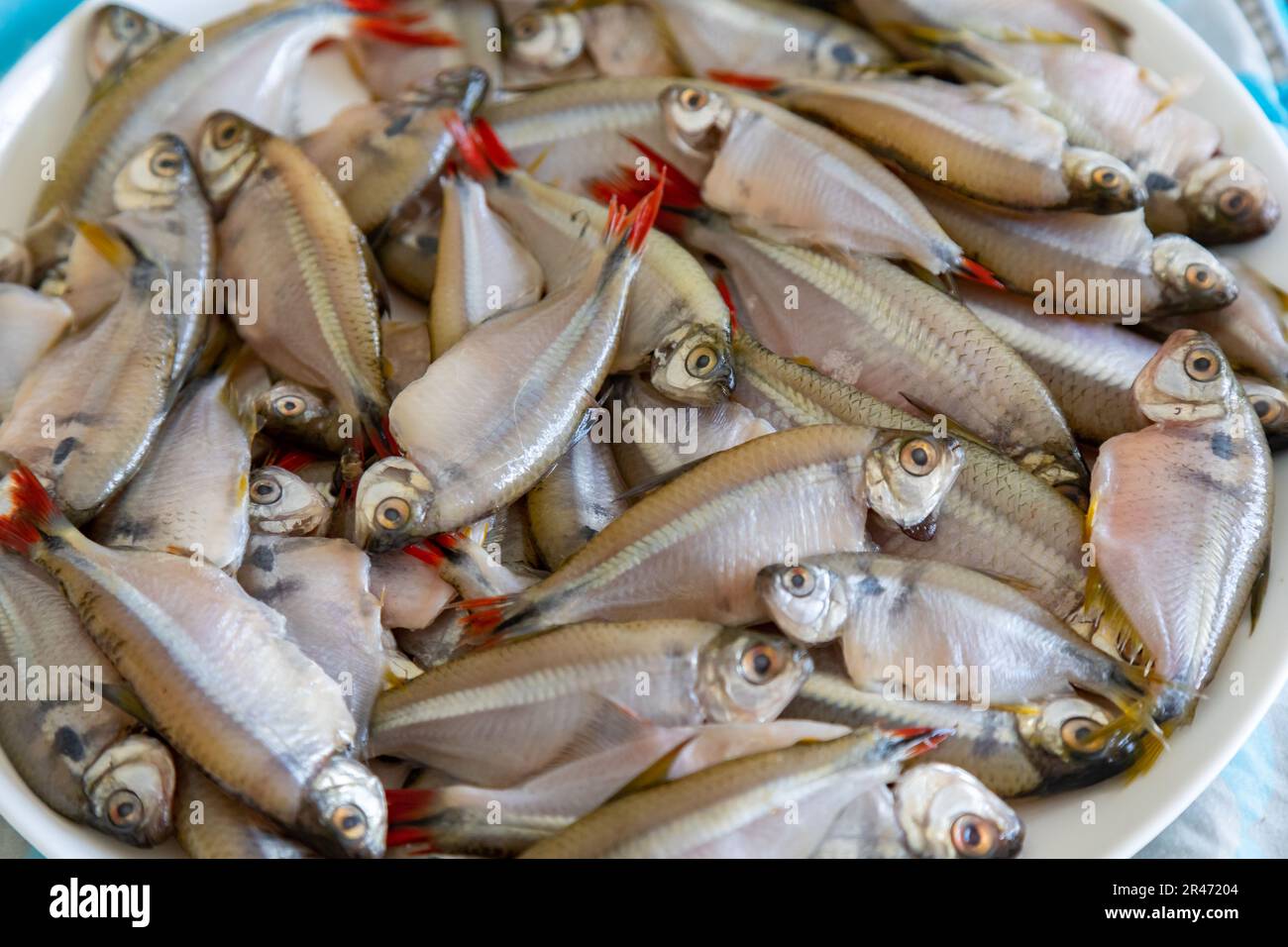 Fried Lambari do Rabo Vermelho (Astyanax bimaculatus) typical Brazilian freshwater fish Stock ...
