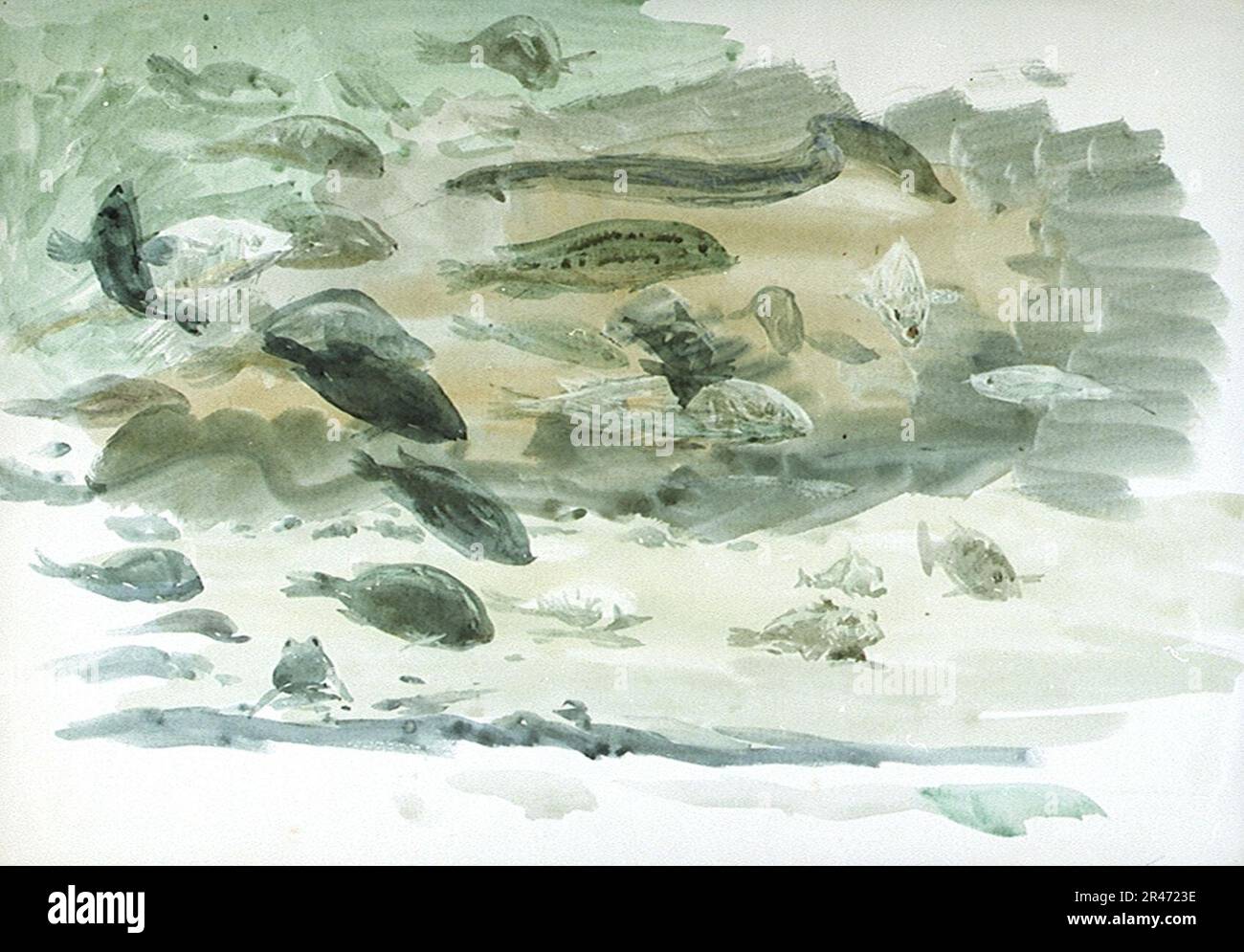 Underwater studies of fish with an eel Stock Photo - Alamy