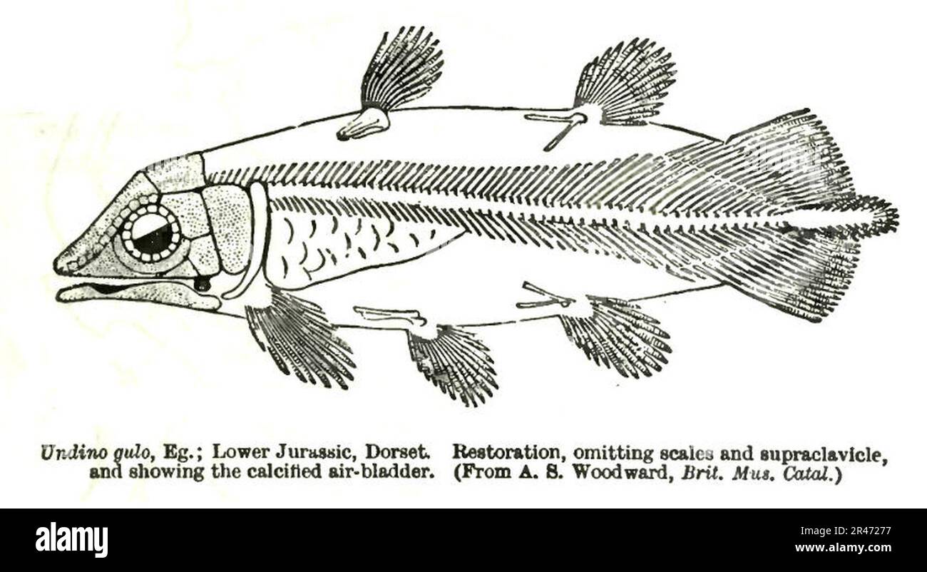 Lankester hi-res stock photography and images - Alamy