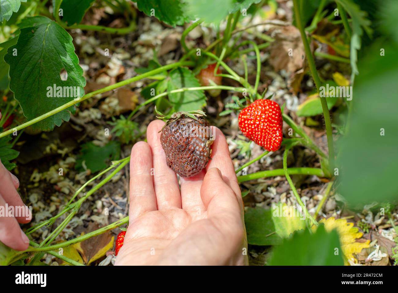 a strawberry berry affected by gray rot in the hands of a gardener next ...