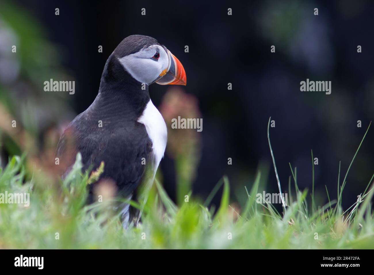 Puffin on the Isle of Lunga, near the Isle of Mull, Inner Hebrides ...