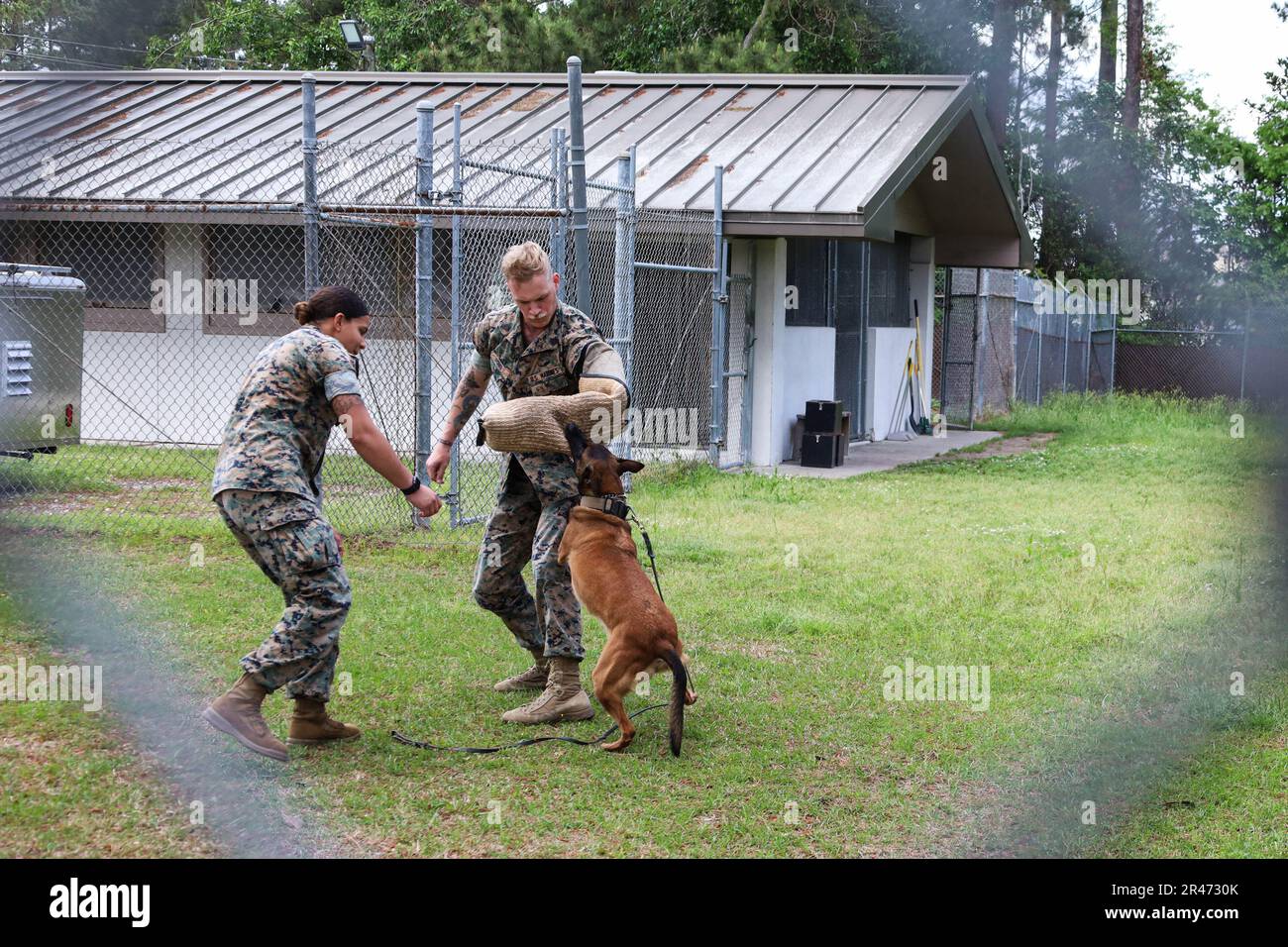 U.S. Marine Corps Sgt. Briana DeJesus, military working dog (MWD ...