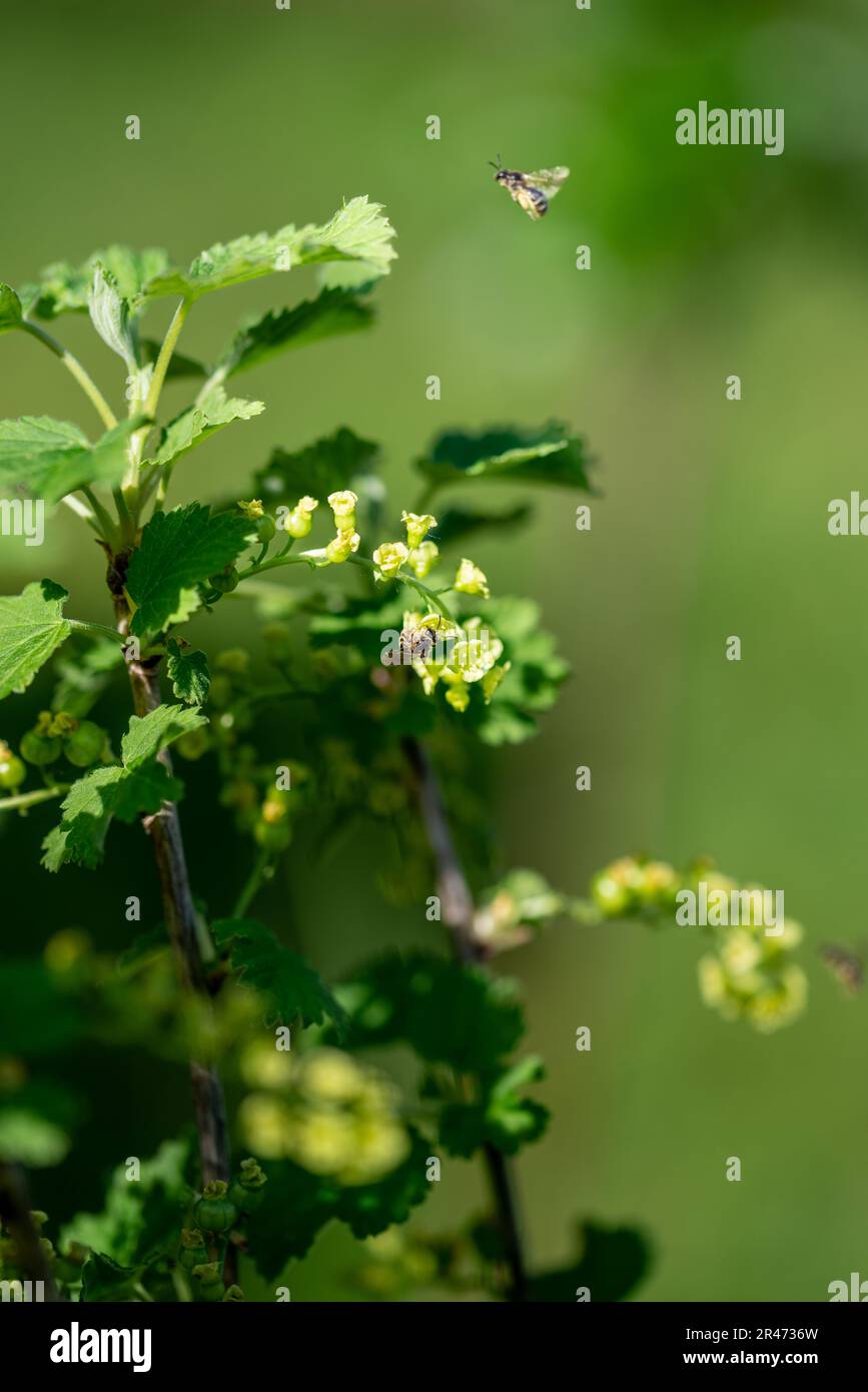 A white currant bush with flowers and fruit. Ribes rubrum berries and ...