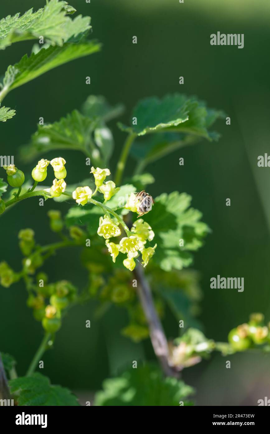 A white currant bush with flowers and fruit. Ribes rubrum berries and ...