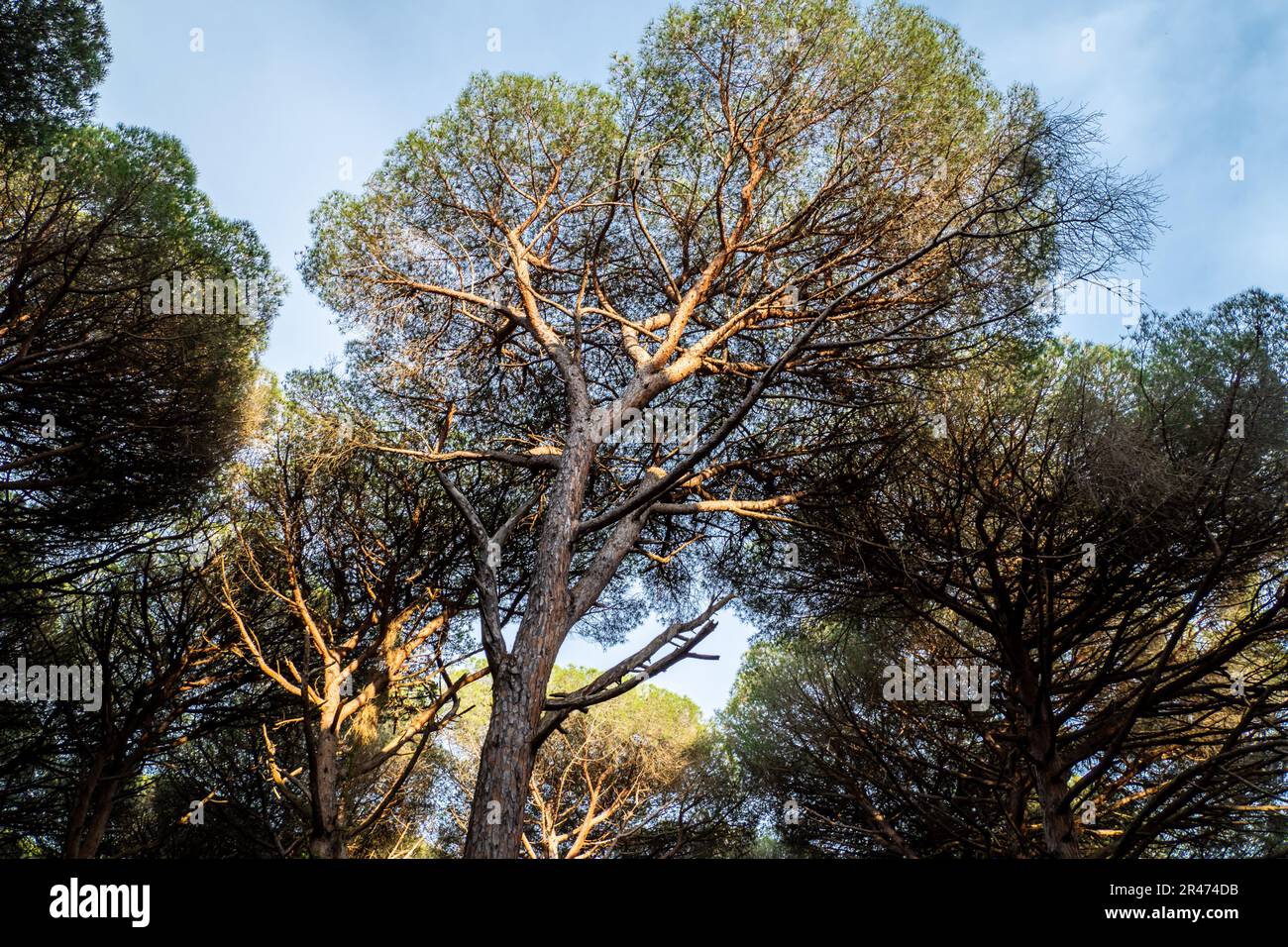 Maritime pines in the pine forest in Tuscany Stock Photo - Alamy