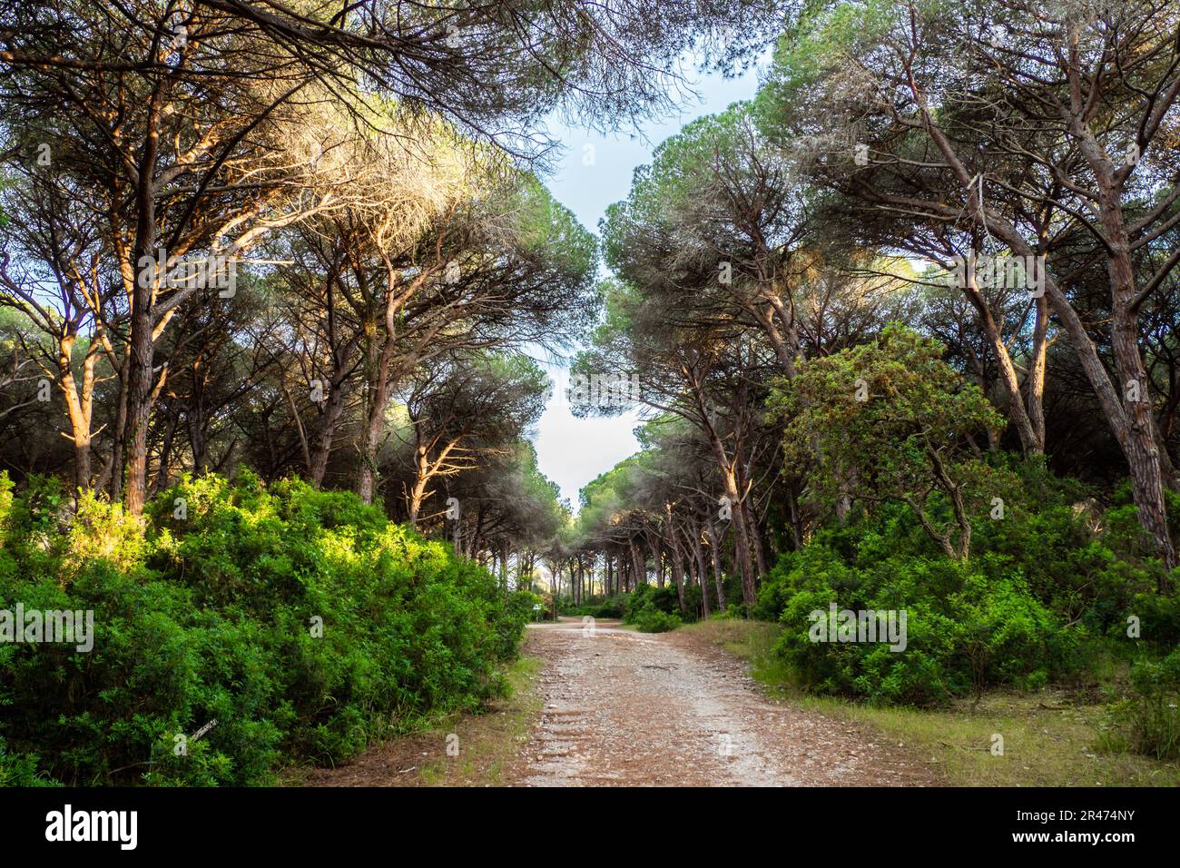 Maritime pines in the pine forest in Tuscany Stock Photo - Alamy