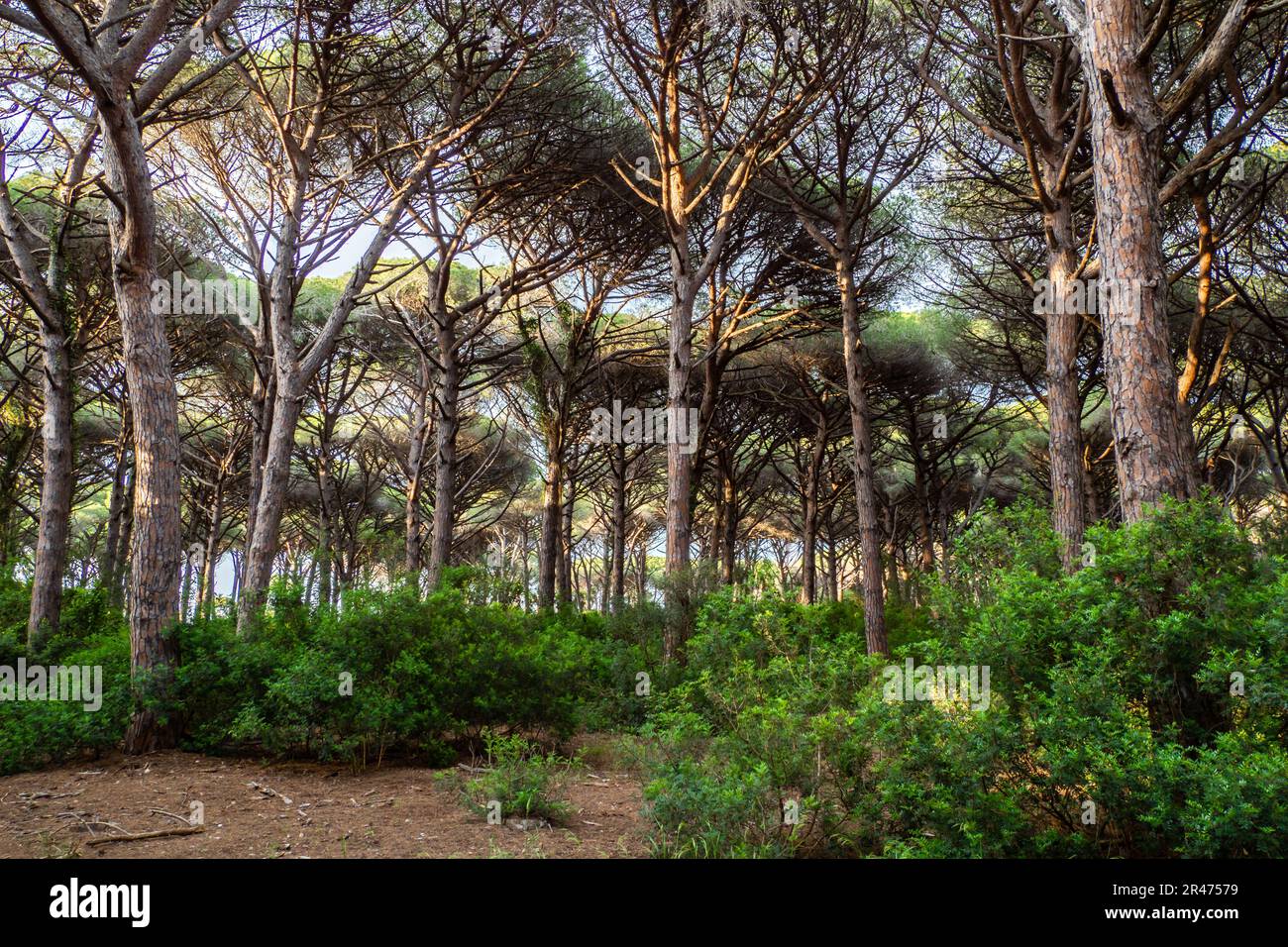 Maritime pines in the pine forest in Tuscany Stock Photo - Alamy