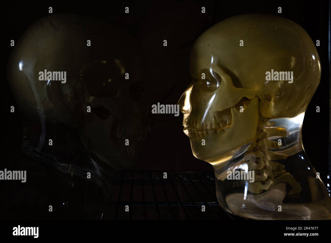 Translucent-skin skull models sit on display as part of the U.S. Army ...