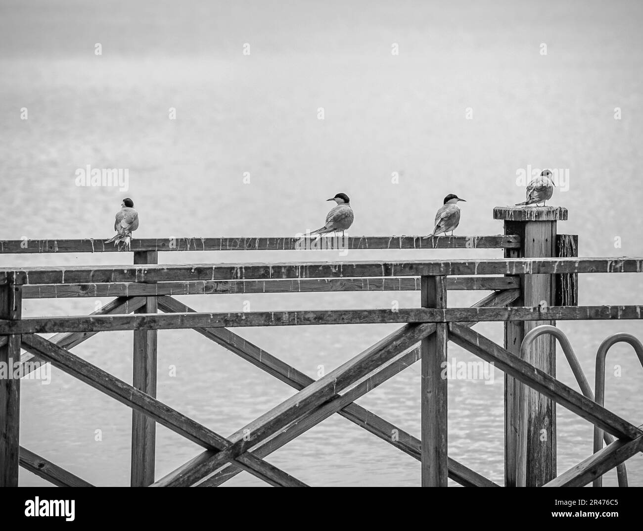 Railing birds Black and White Stock Photos & Images - Alamy