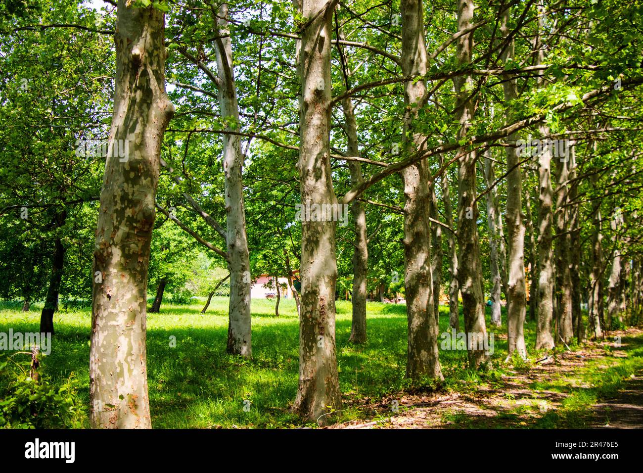 An idyllic rural landscape featuring a line of trees with lush green ...