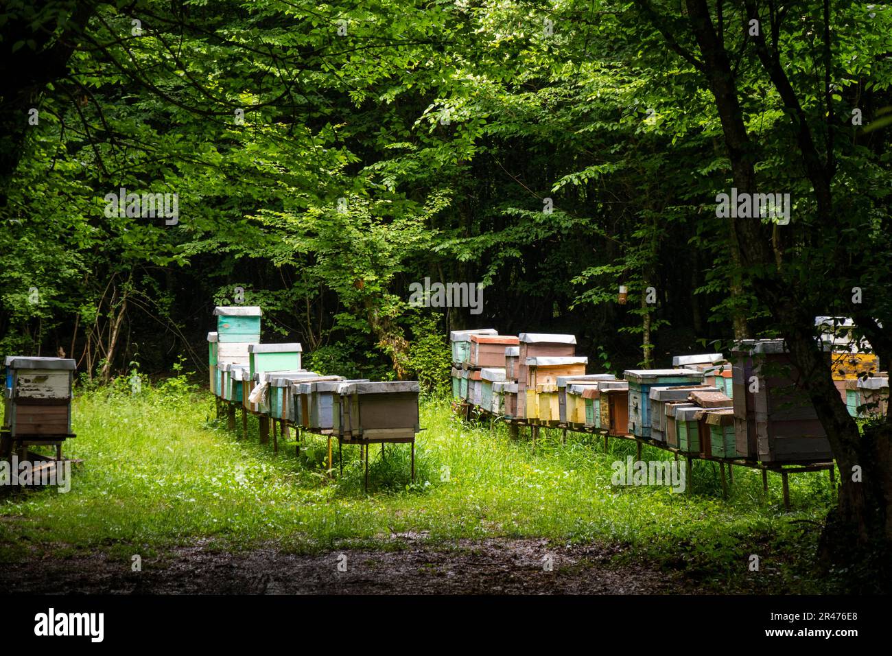 A beekeeping scene with bee hives, bee boxes, and a tree-lined field ...