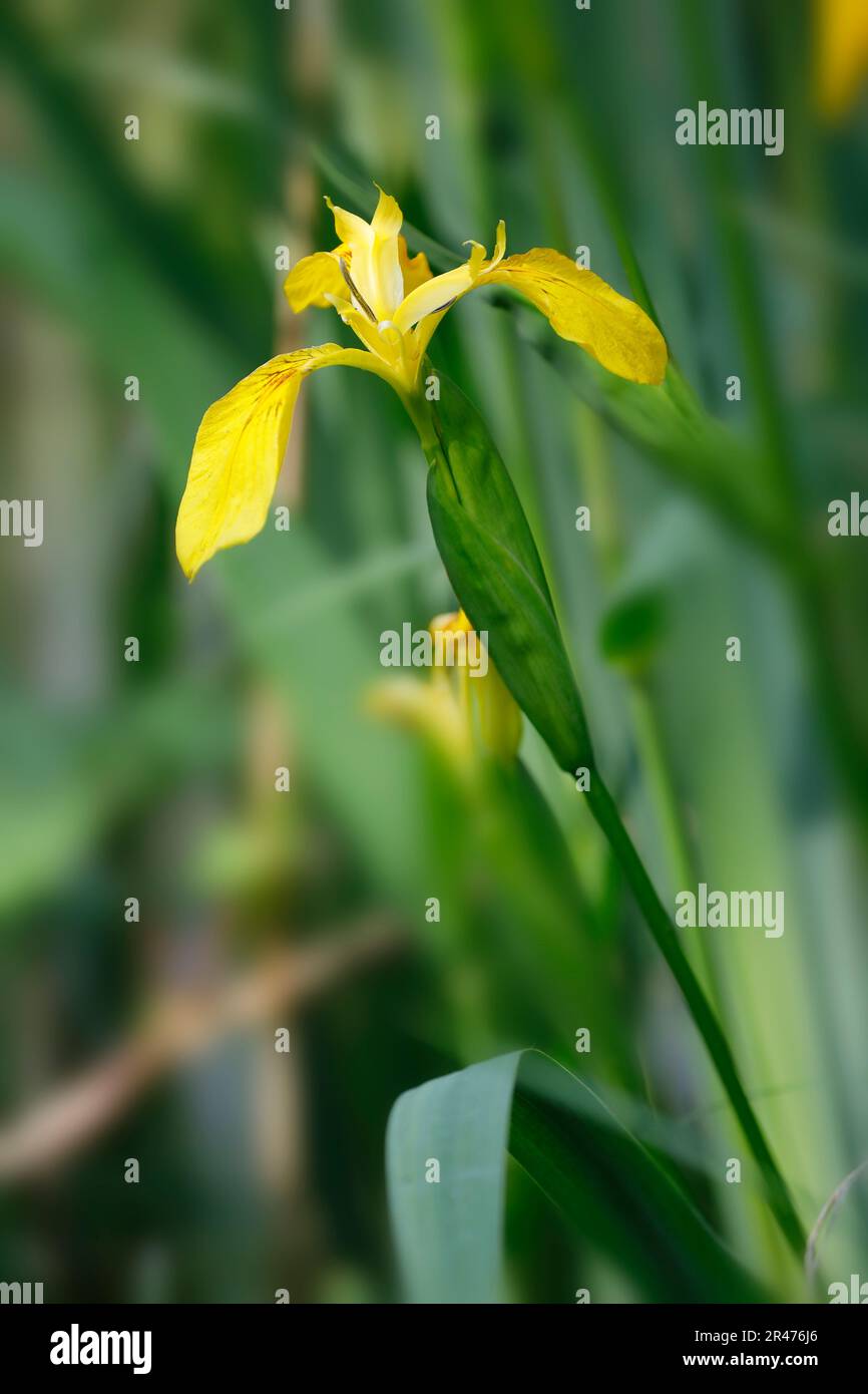 A yellow marsh iris in the reeds of a nature reserve near Mistelbach an ...