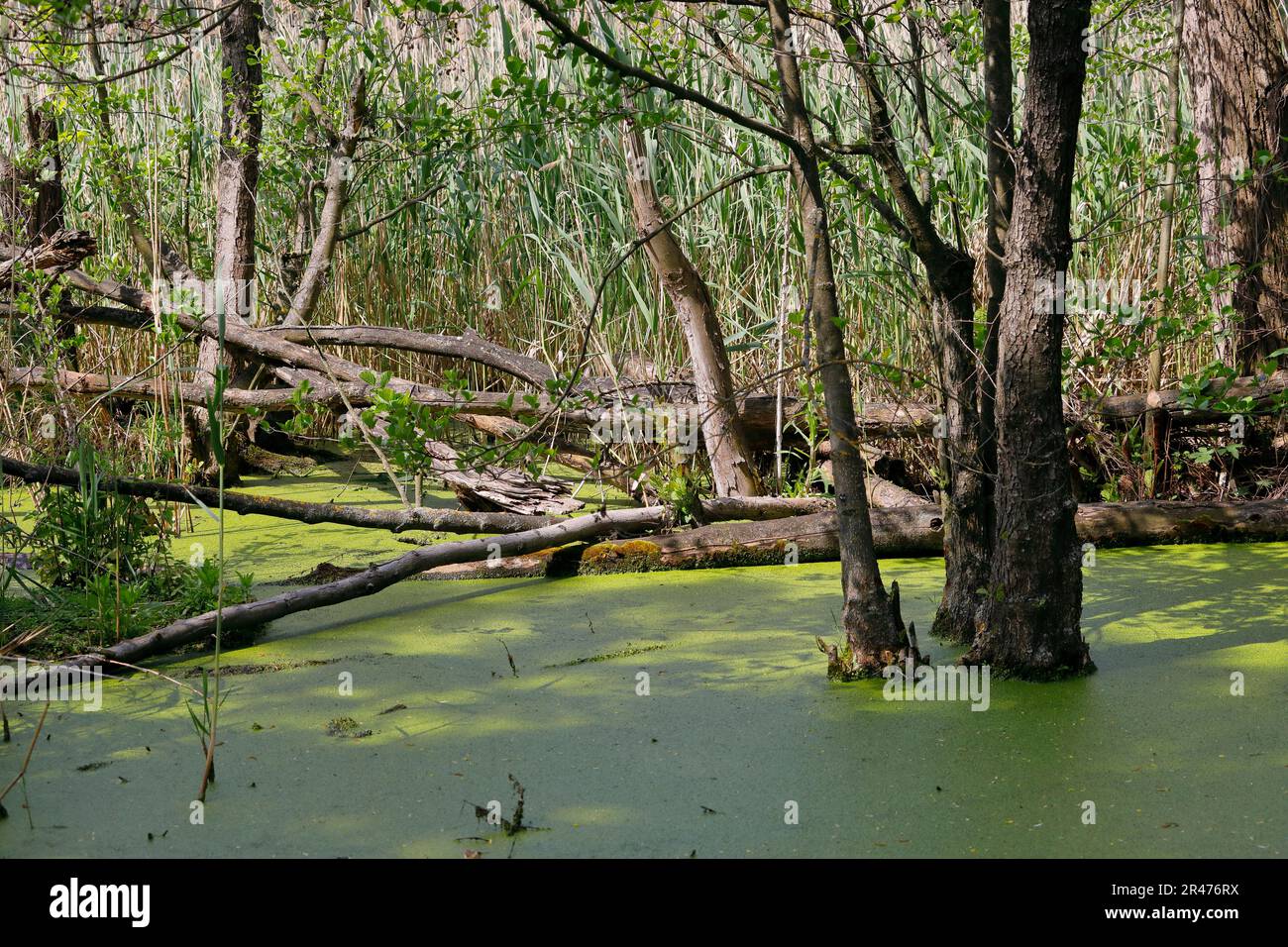 A small sheltered swamp near Mistelbach an der Zaya, Lower Austria ...