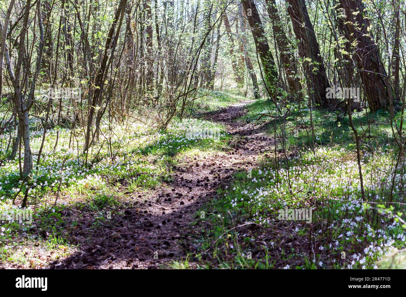 The forest in spring. Sideways sunlight. Young little leaves on the ...