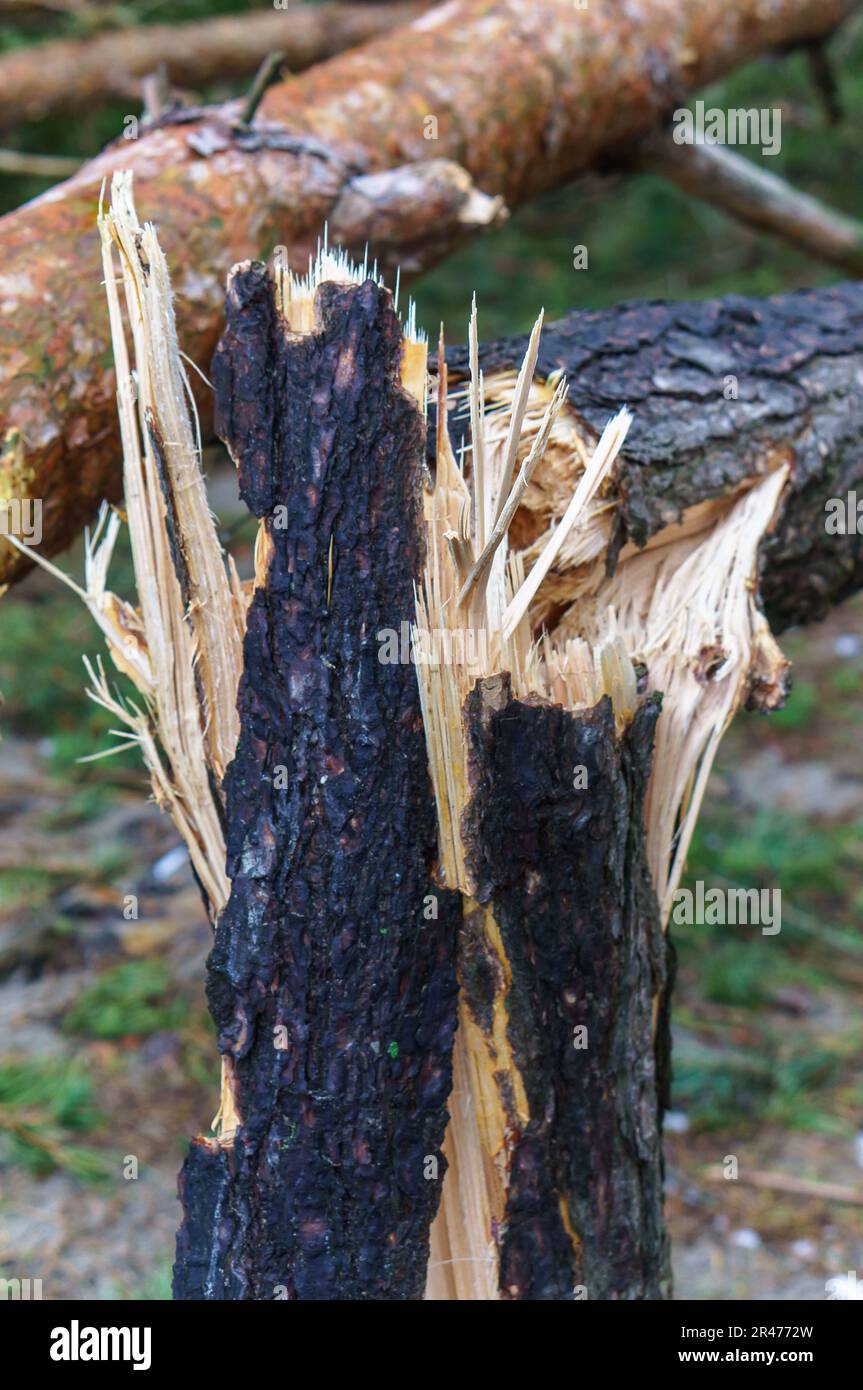 The trunk of a large tree is destroyed. The tree is broken. Cracked ...