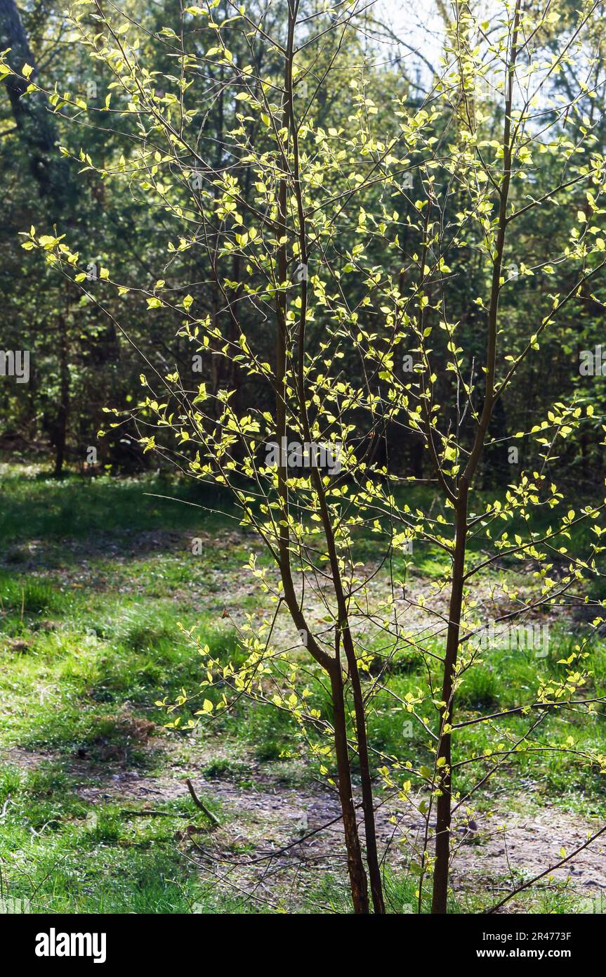 The forest in spring. Sideways sunlight. Young little leaves on the ...