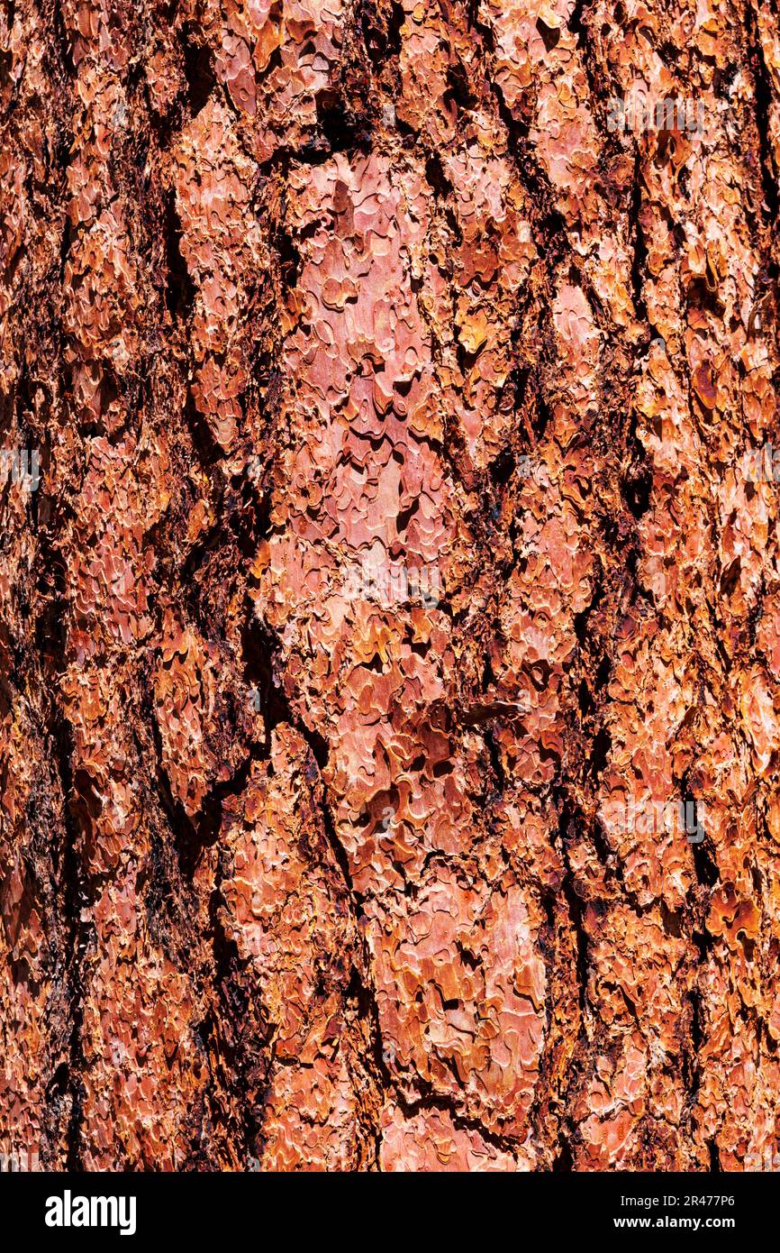 Ponderosa Pine tree; slot canyon; Willis Creek; Grand Staircase ...