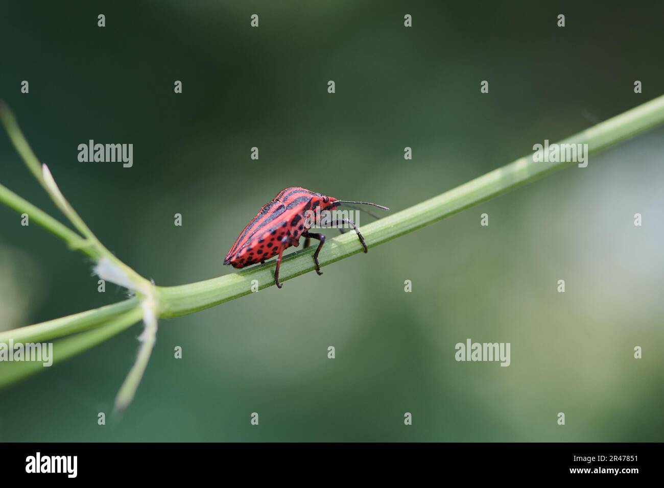 Striped Bug On The Branch Of Wild Chervil Flower With Text Free Space ...