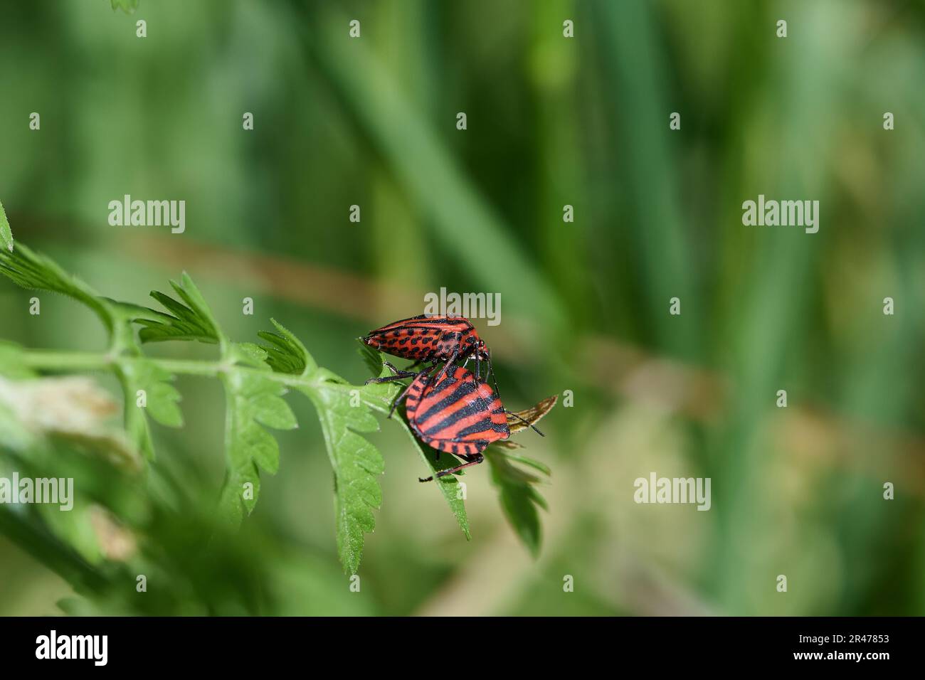 Macro Of Two Striped Bugs Against Green Background On A Plant Part ...
