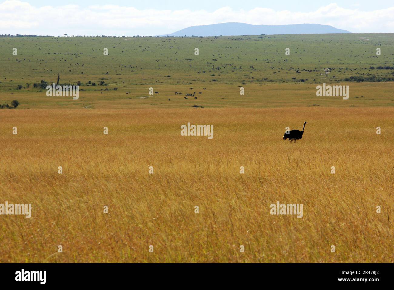 An ostrich surrounded by lush green grass in a wide-open area of plains ...