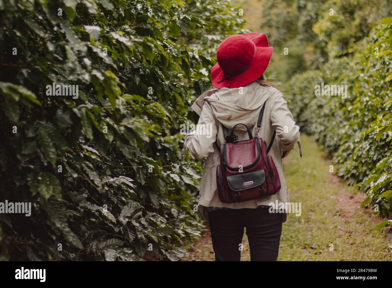 woman walking through aisle of bushes Stock Photo - Alamy