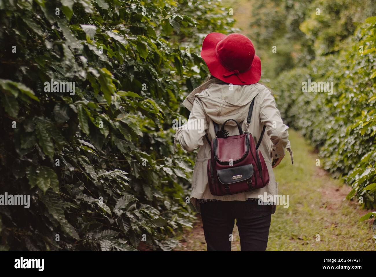 young woman walking through maze of bushes Stock Photo - Alamy