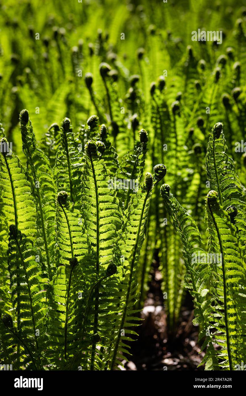 Beautiful young fresh fern shoots in sunlight, vertical photo Stock ...