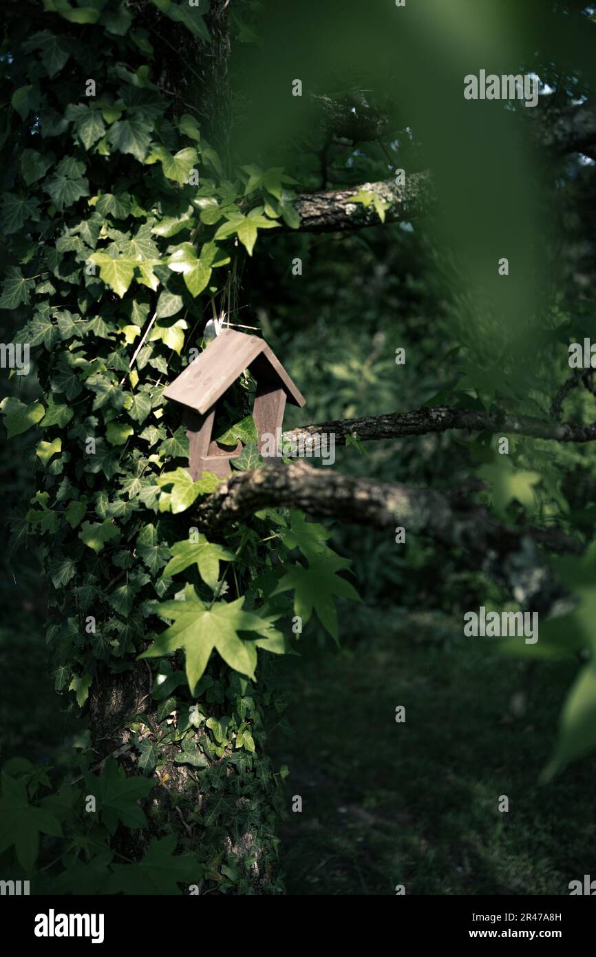nice handmade wooden nesting box in a tree in spring. beautiful green ...