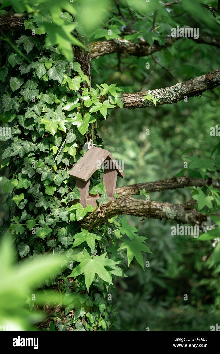 nice handmade wooden nesting box in a tree in spring. beautiful green ...