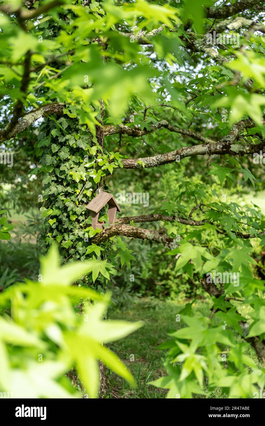 nice handmade wooden nesting box in a tree in spring. beautiful green ...