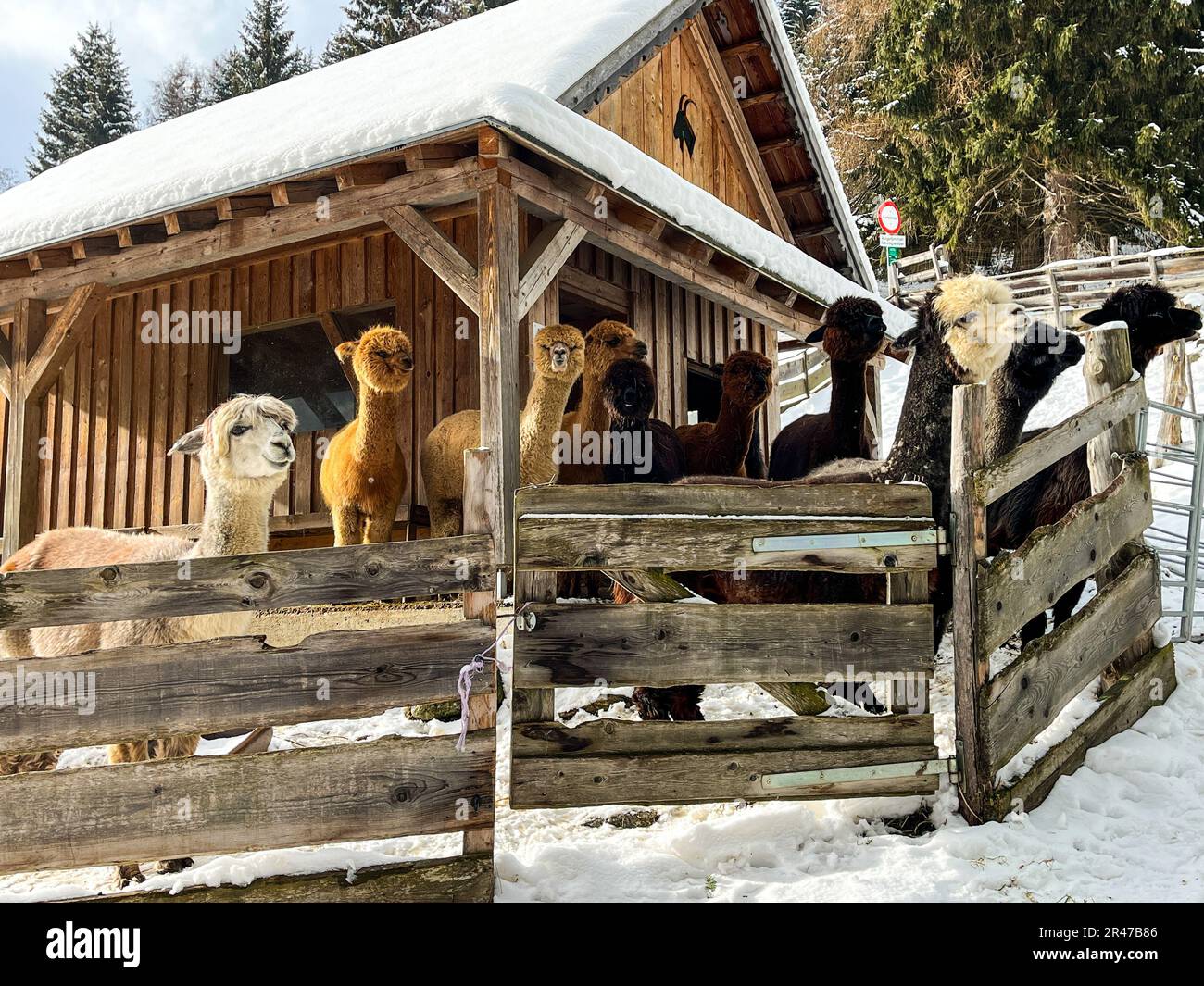 animals on the ranch in austria Stock Photo - Alamy