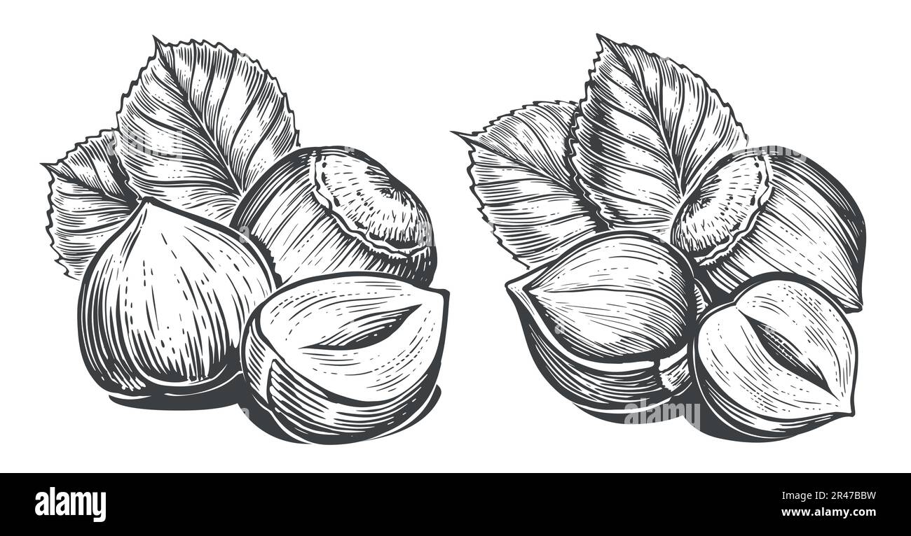 Group of hazelnuts with leaves sketch. Hand drawn Nuts in vintage ...