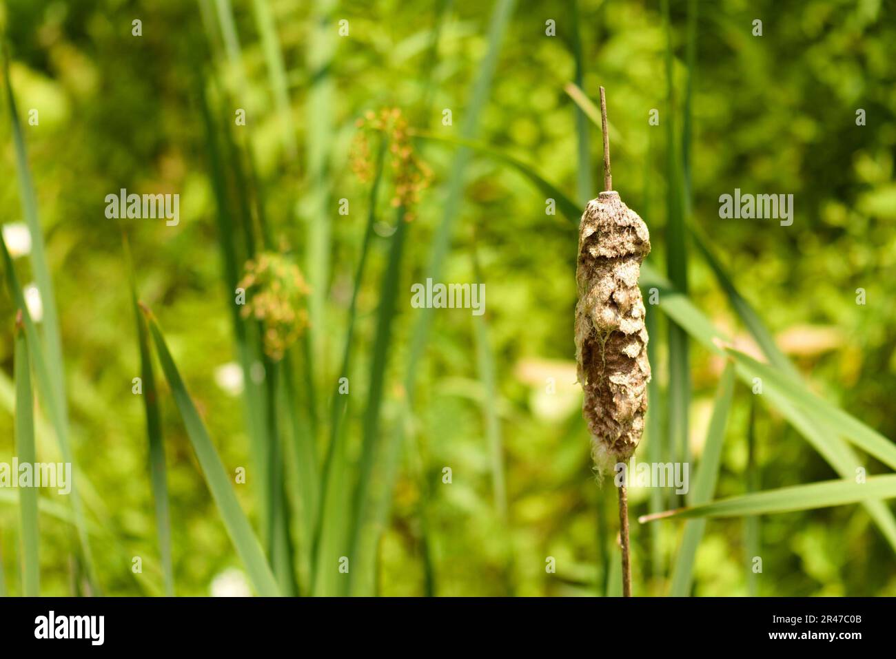 A tall and vibrant green plant with a unique and unusual oval-shaped ...