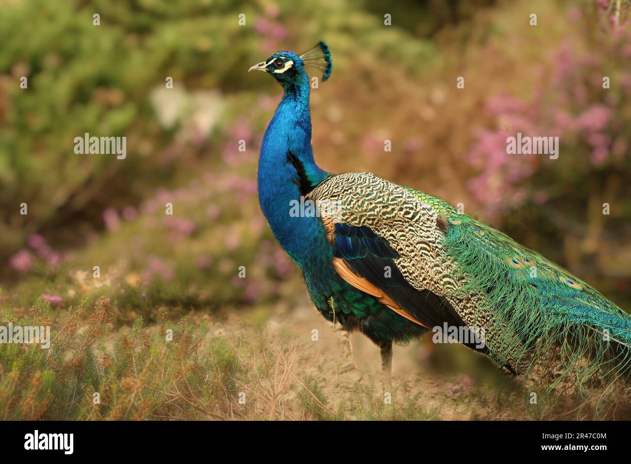 An exotic peacock standing proudly on a patch of earthy-brown soil in a ...