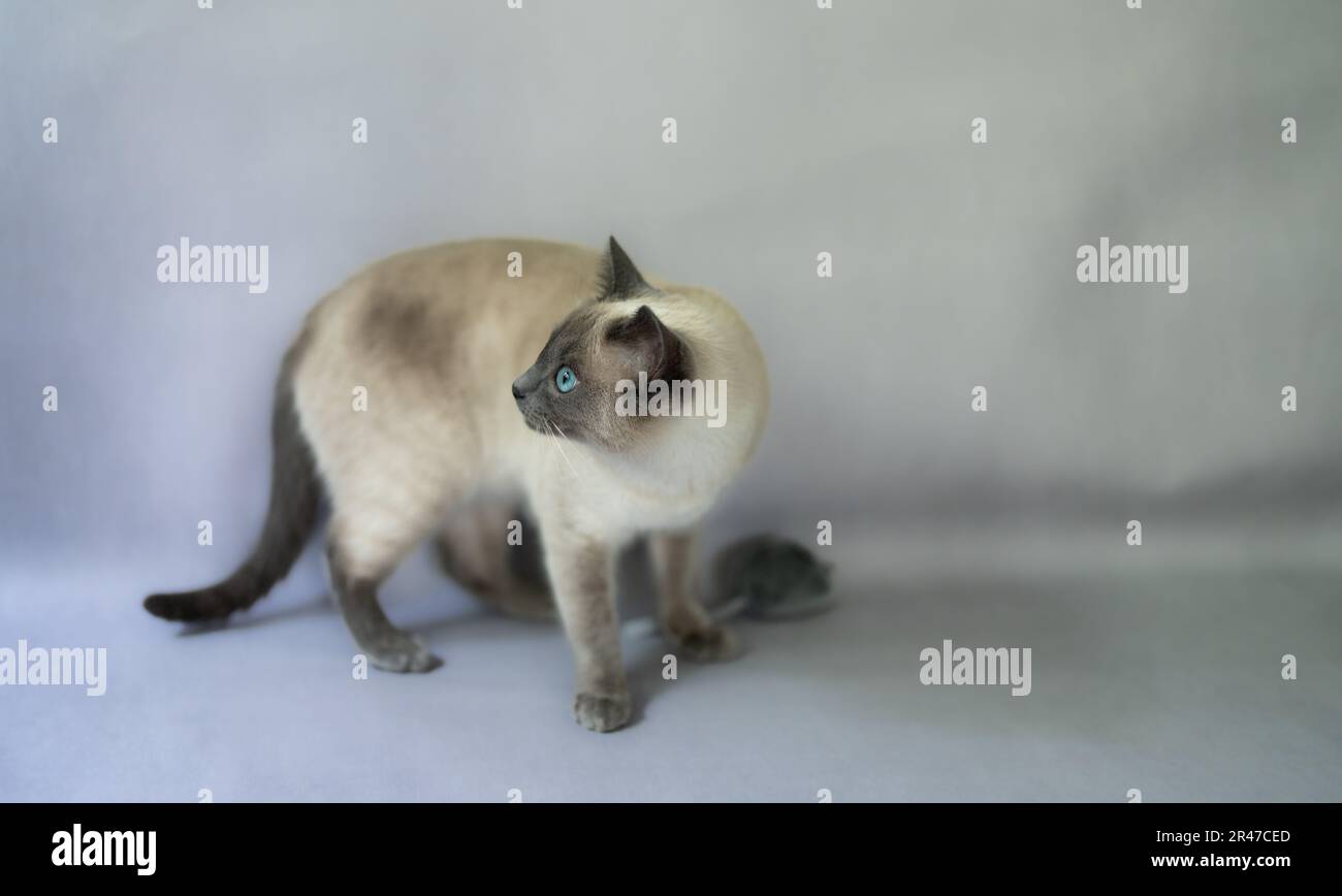 Blue point siamese cat hi-res stock photography and images - Alamy
