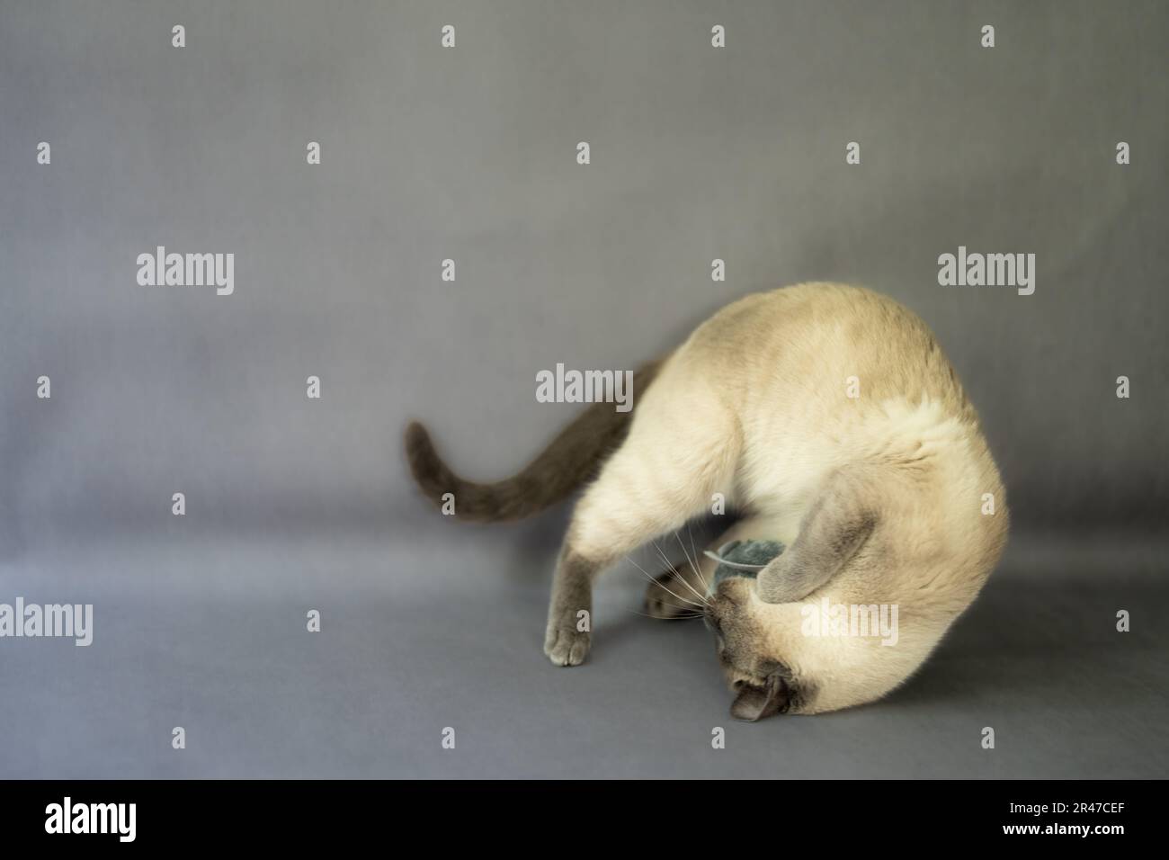 Thai cat blue point playing with a mouse, old siamese type, blue and ...