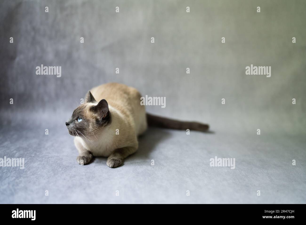 Gray Cat With Ice Blue Eyes