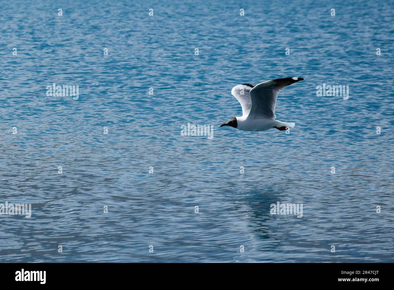 A black and white avian soaring gracefully over a tranquil blue body of ...