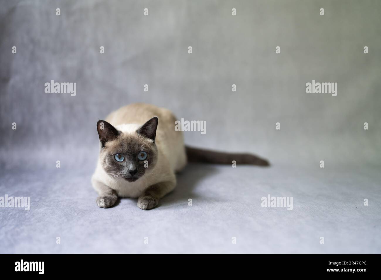 Blue point siamese cat hi-res stock photography and images - Alamy