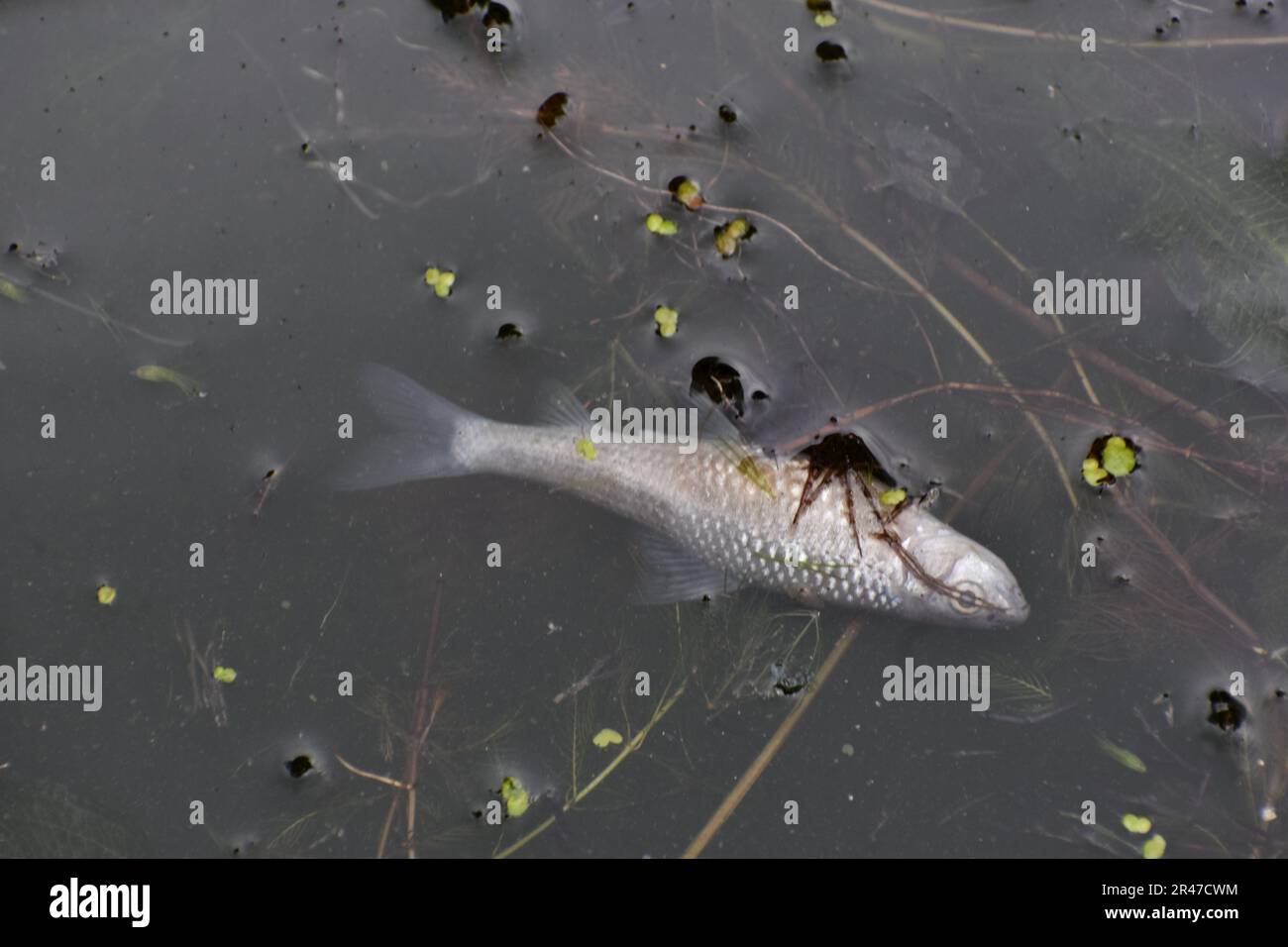 Srinagar, India. 26th May, 2023. Hundreds of dead fish are seen ...