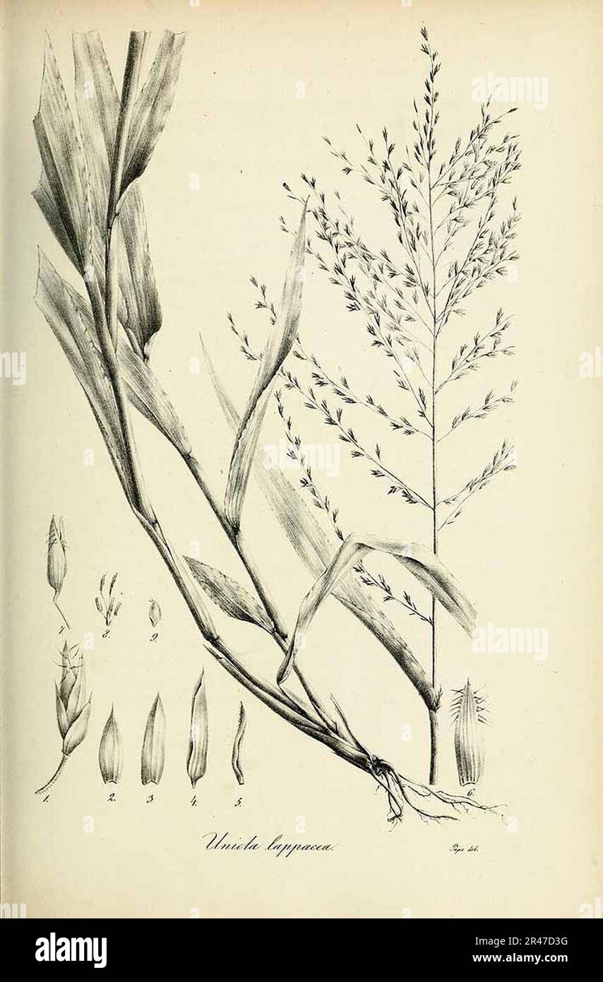 Lappacea hi-res stock photography and images - Alamy