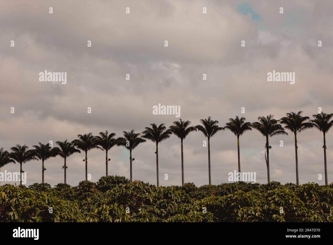 Row of coconut trees hi-res stock photography and images - Alamy